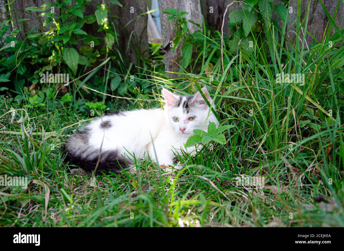 Homeless white cat walks in summer on meadow with dandelions. Concept ...