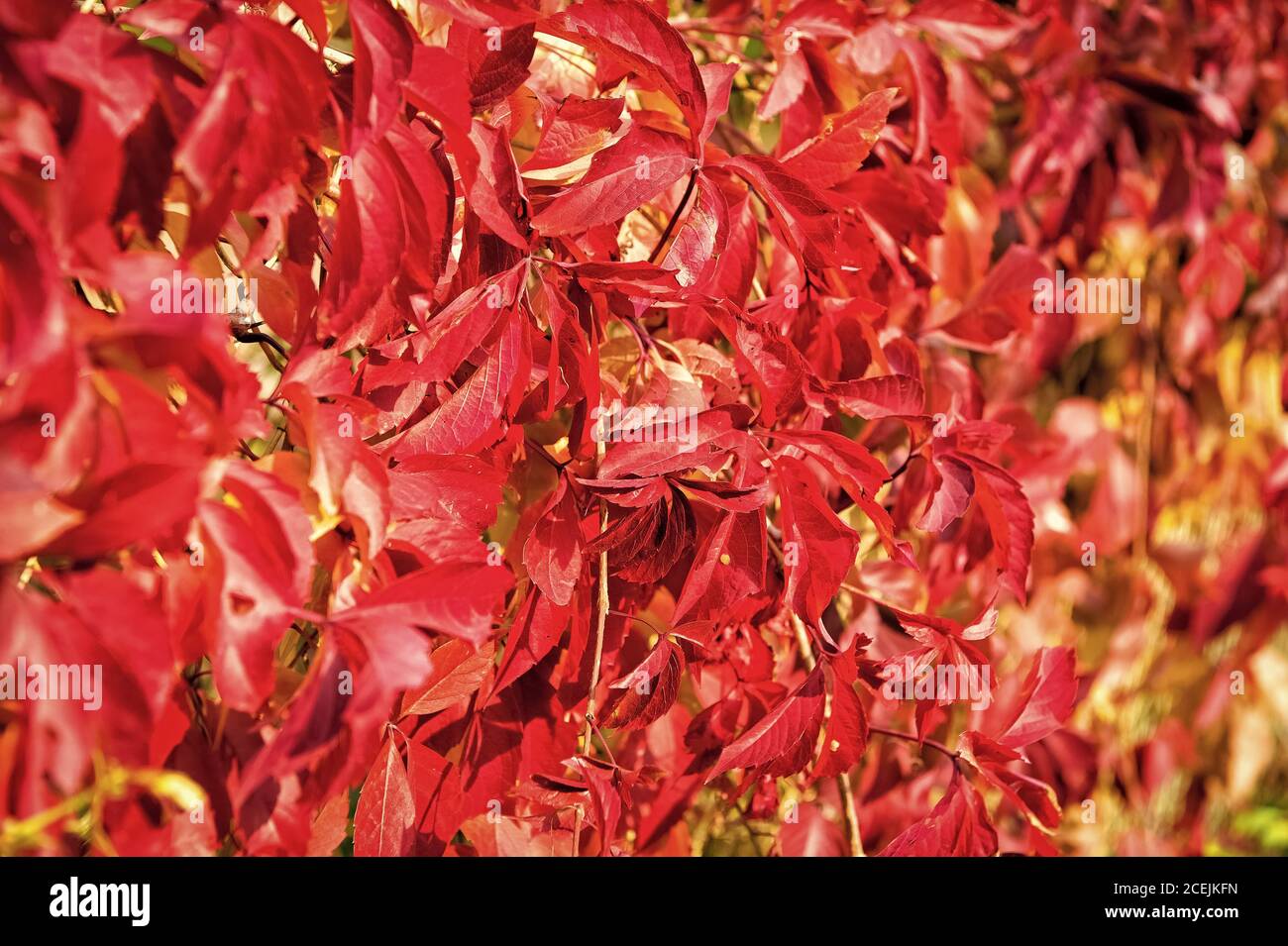 Autumn color. Leaves turn red. Red colored foliage in autumn. Plant ...