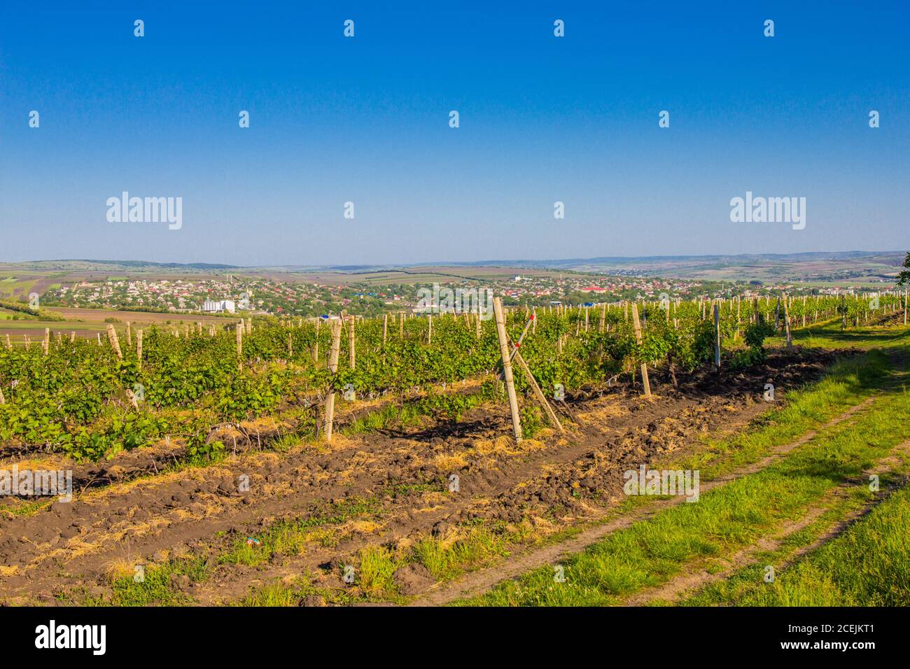 Moldavia, Chisinau territory of the famous grapes and wine production ...