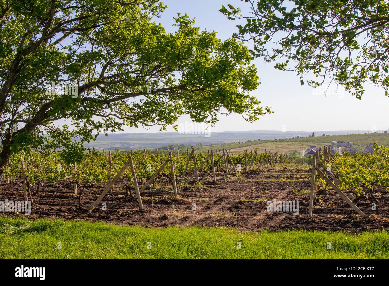Moldavia, Chisinau territory of the famous grapes and wine production ...