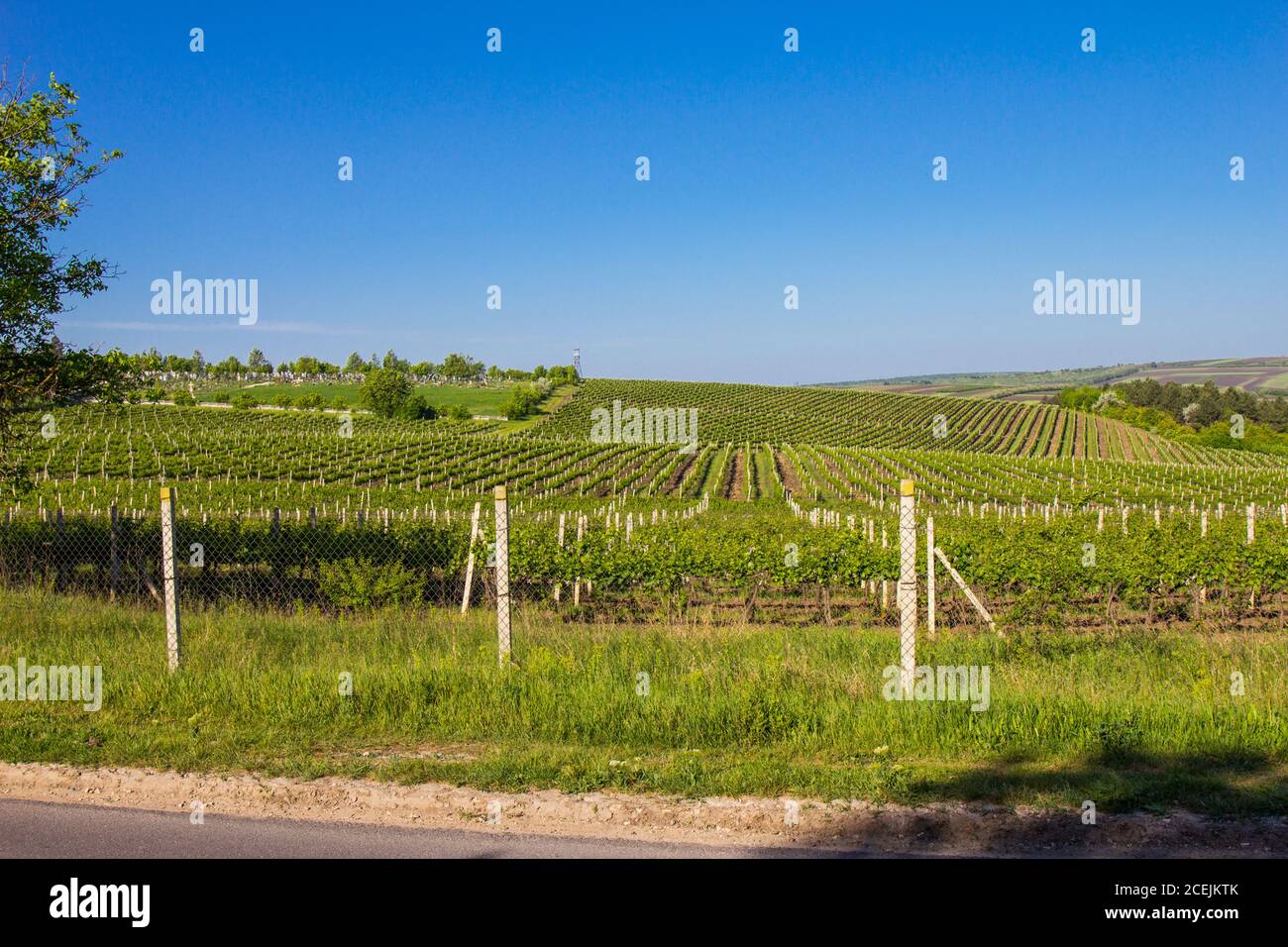 Moldavia, Chisinau territory of the famous grapes and wine production ...