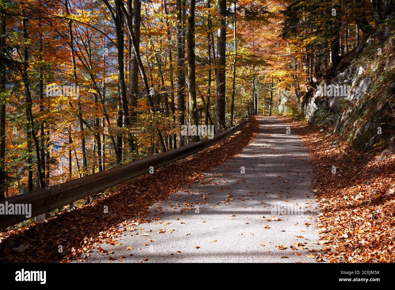 autumn forest and autumn foliage on the road. beautiful landscape Stock ...