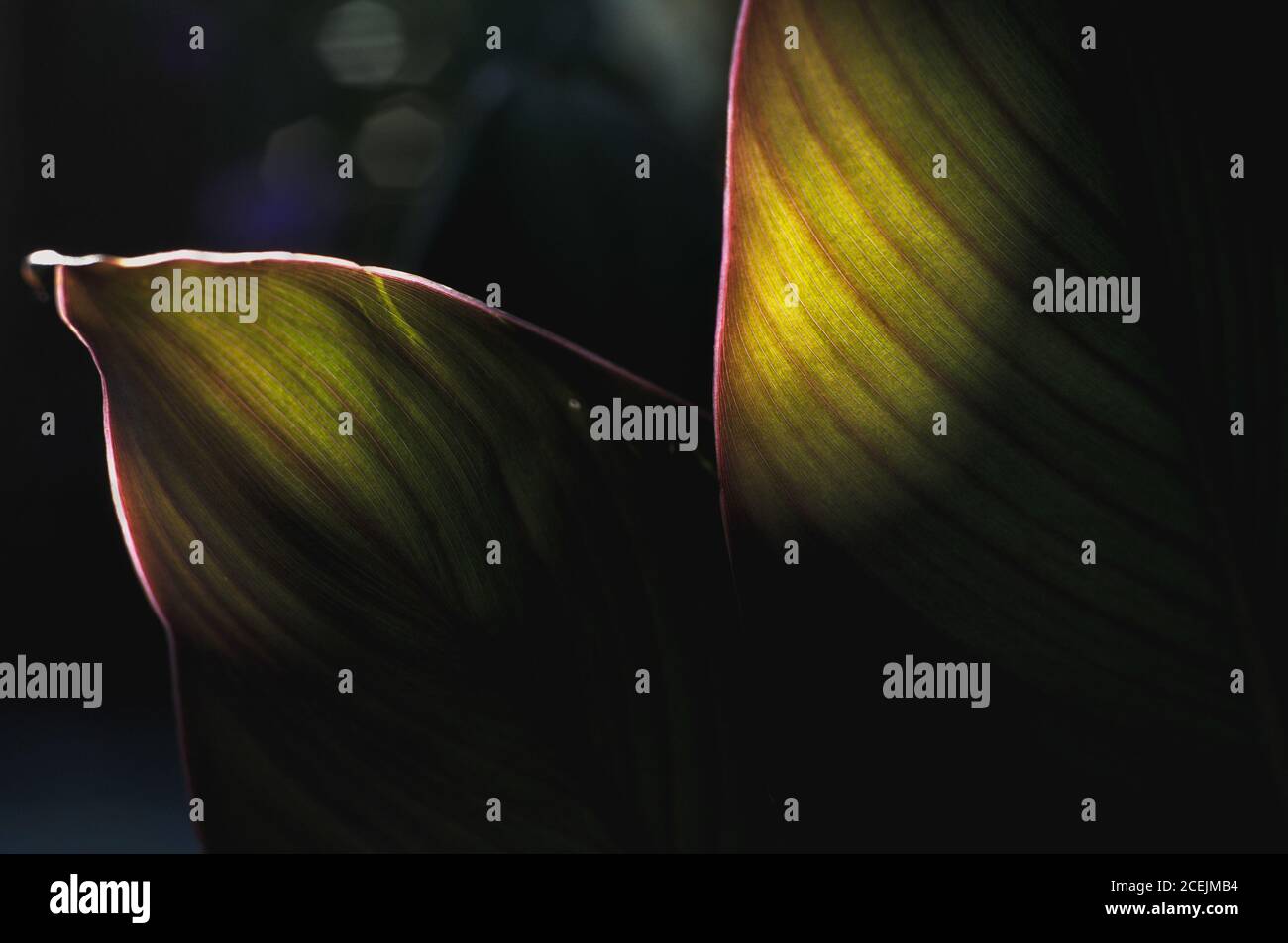 Close-up shot of spots of light on leaves on exotic plant growing in ...