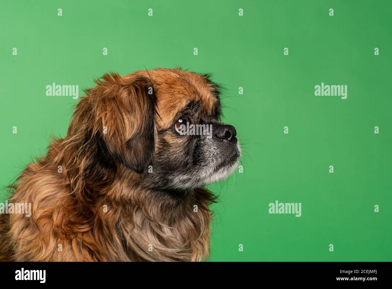 Studio sitting hi-res stock photography and images - Alamy