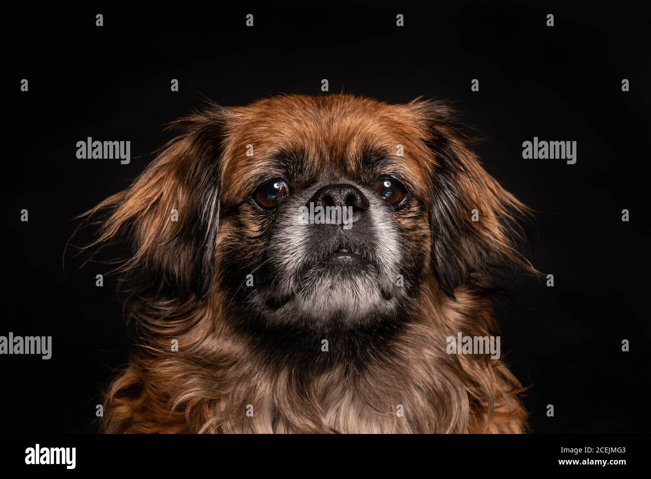 Little angry dog sitting in studio Stock Photo - Alamy