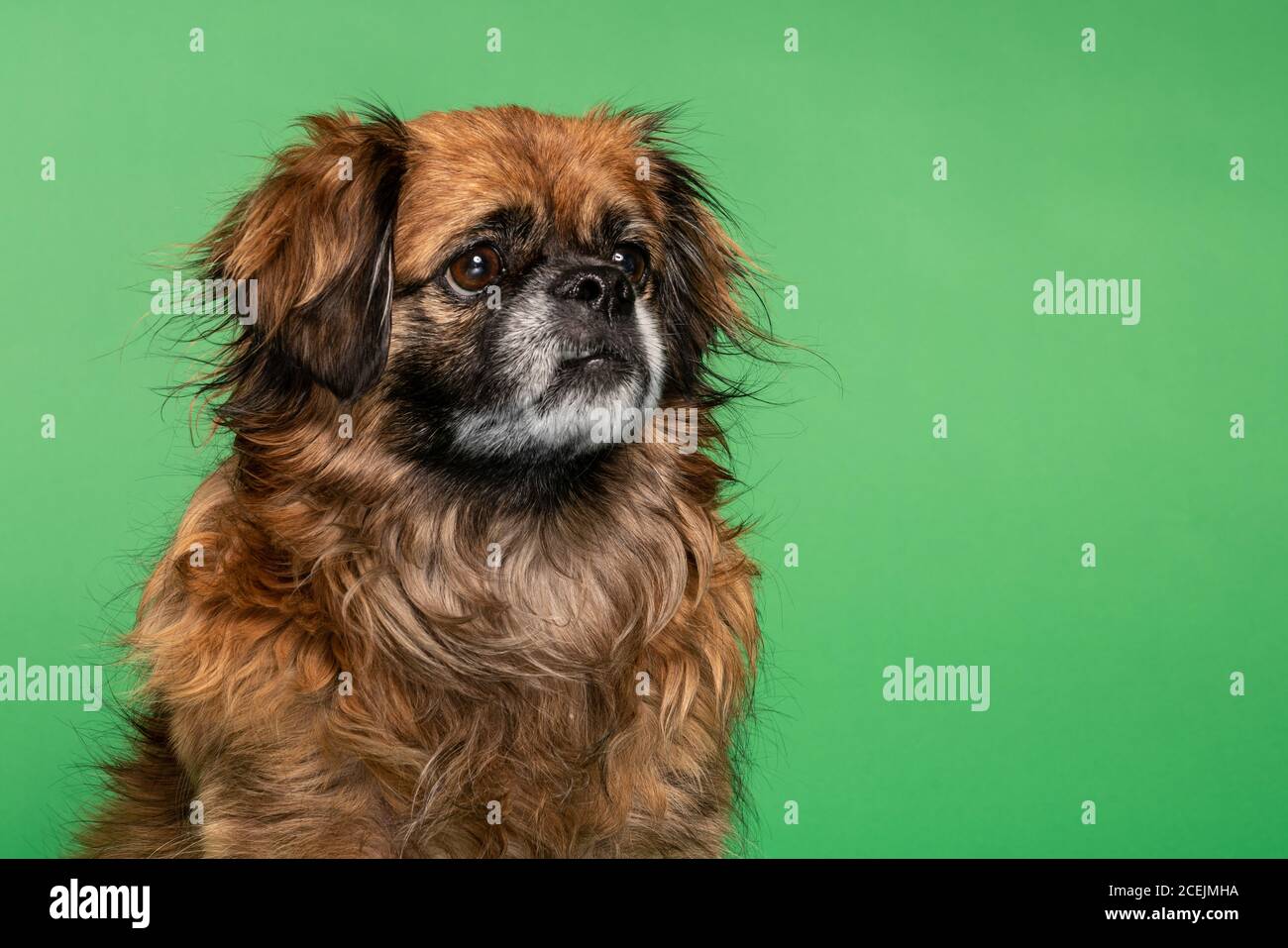 Studio dog hi-res stock photography and images - Alamy