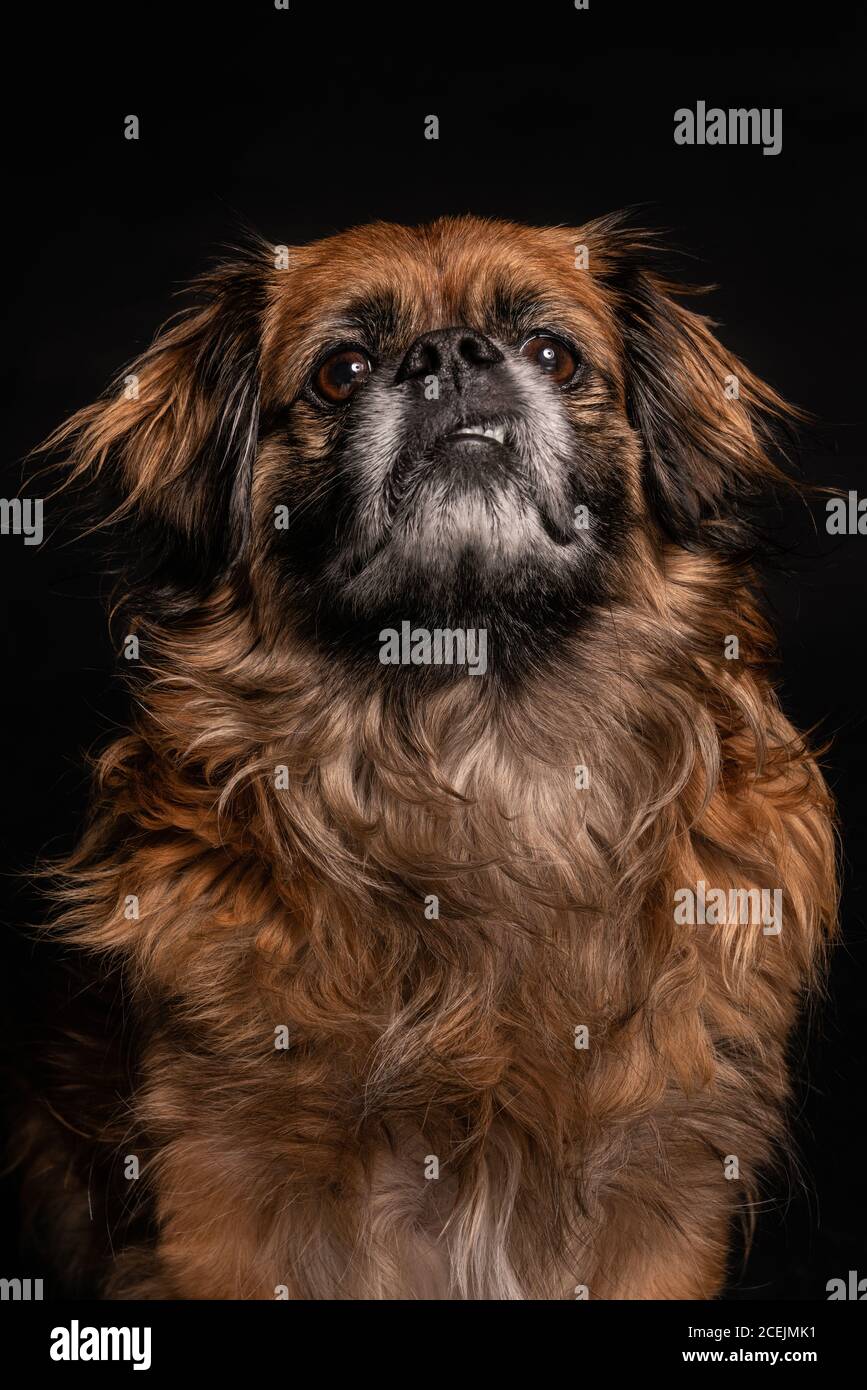 Bad puppy with brown hairs in studio on black background Stock Photo ...