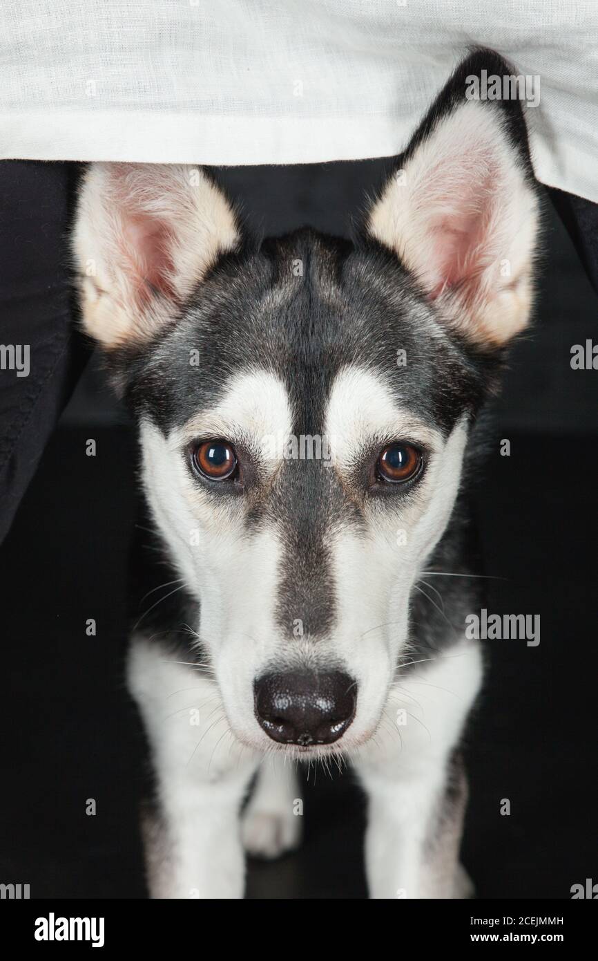 puppy husky portrait Stock Photo - Alamy