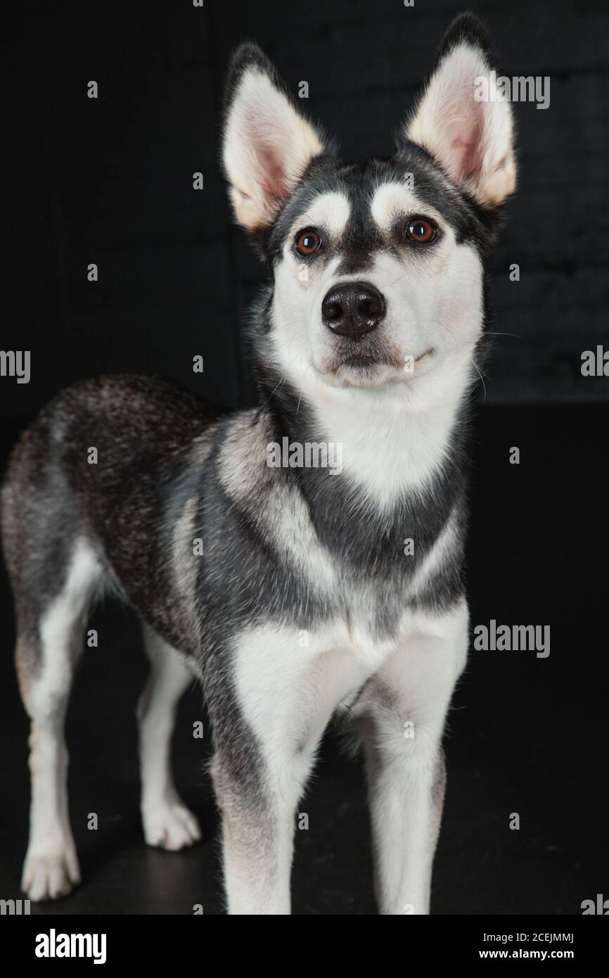 puppy husky portrait Stock Photo - Alamy