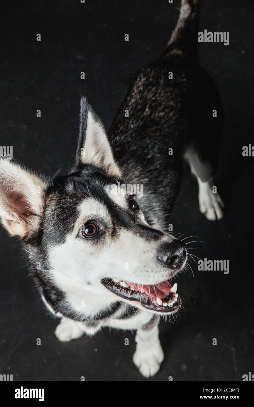 puppy husky portrait Stock Photo - Alamy