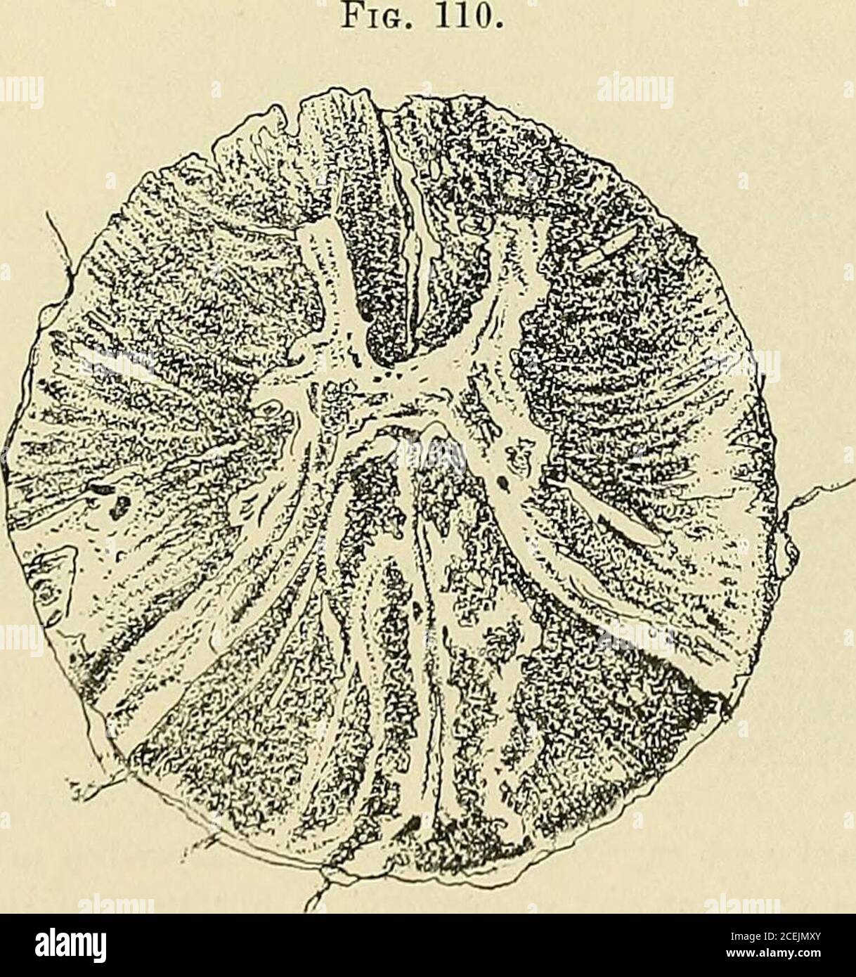 Nervous tissue micrograph hi-res stock photography and images - Alamy
