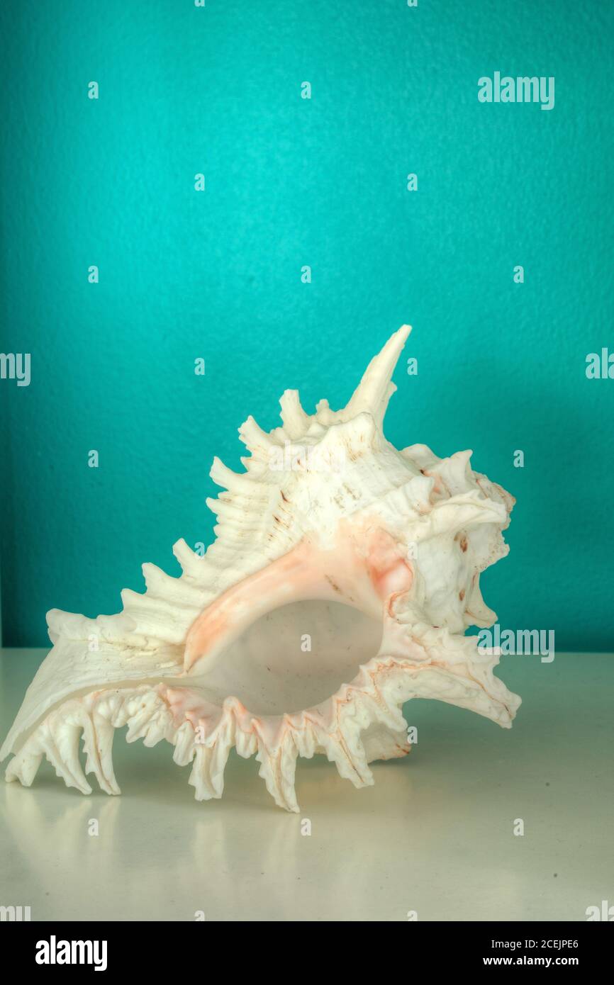 Pacific Murex Ramosus, Chicoreus ramosus, shell against an aqua blue ...