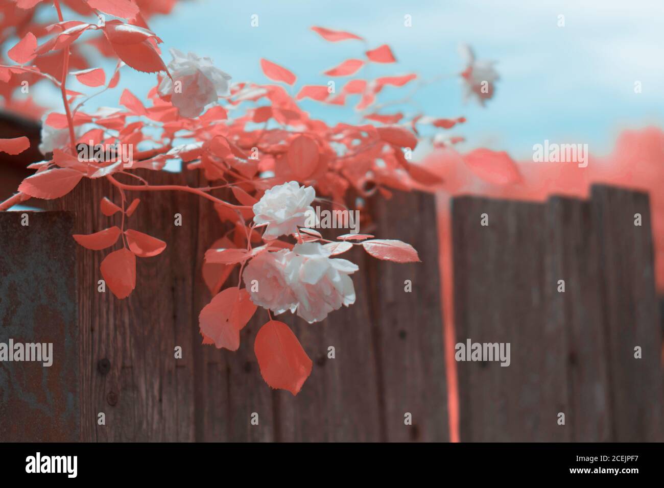 Bright infrared leaves on cute plant near wooden fence on suburban ...
