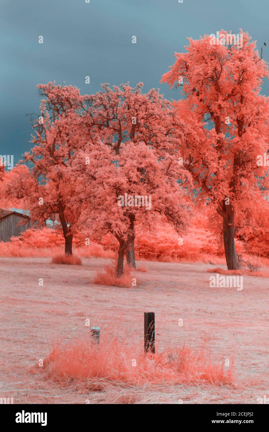 Bright infrared trees growing near lovely houses on quiet suburban ...