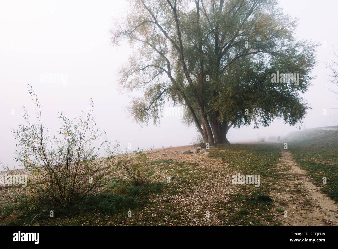 Footpath with fallen leaves near trees and road with cars Stock Photo ...