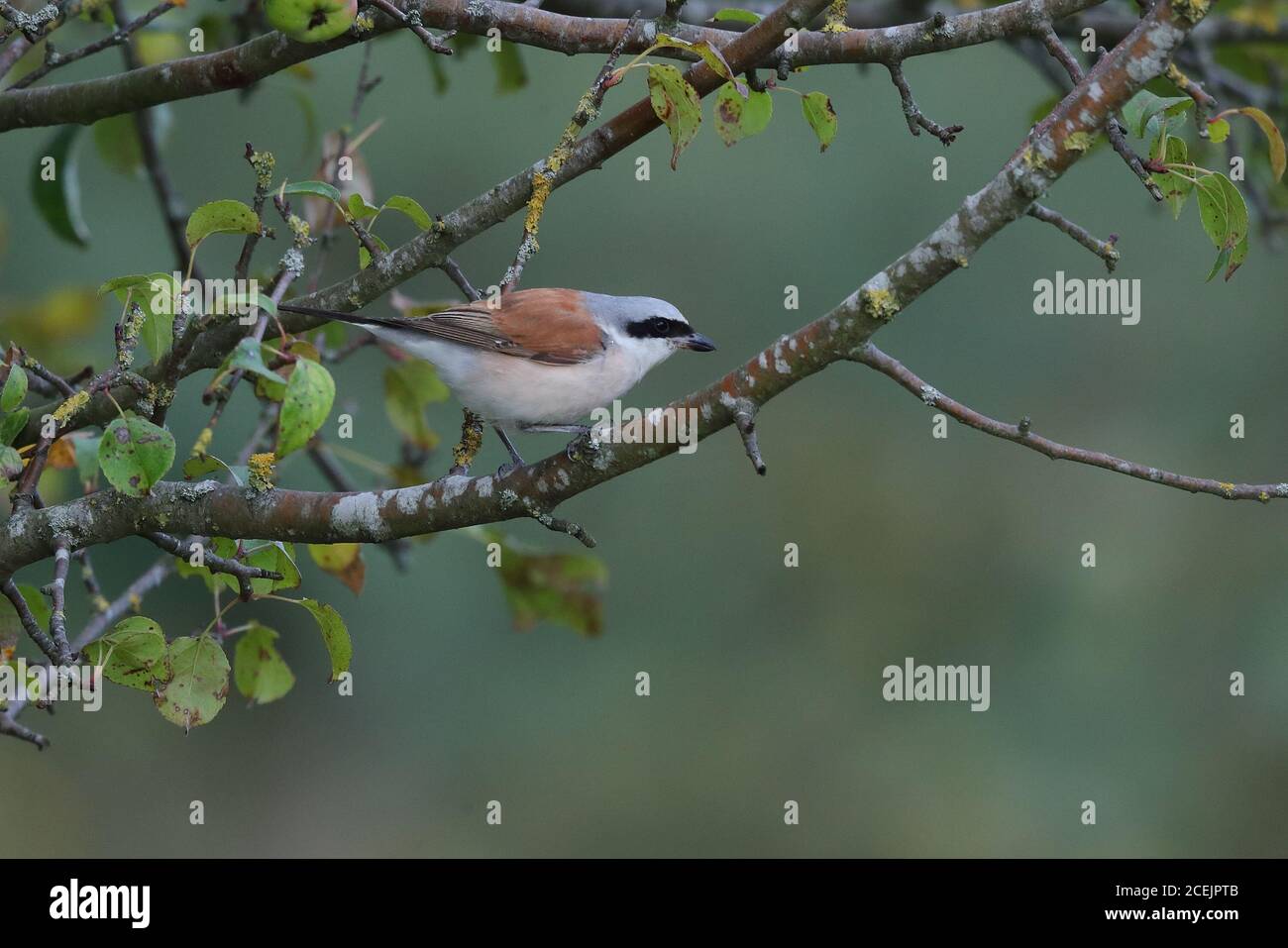 Male Red-backed Shrike at Sutton Park NNR Stock Photo - Alamy