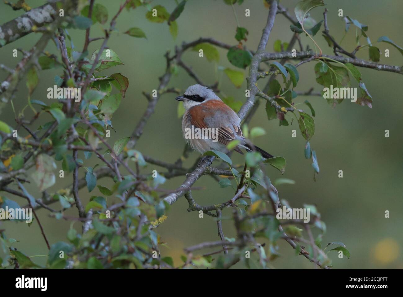 Male Red-backed Shrike at Sutton Park NNR Stock Photo - Alamy