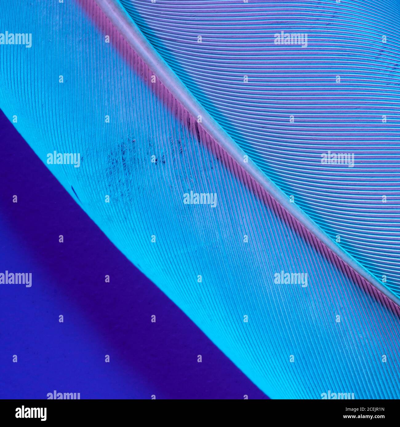 Texture of bird feather Stock Photo - Alamy