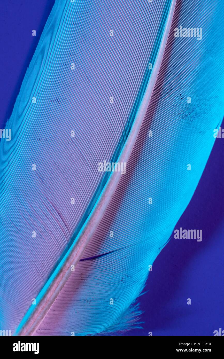 Texture of bird feather Stock Photo - Alamy
