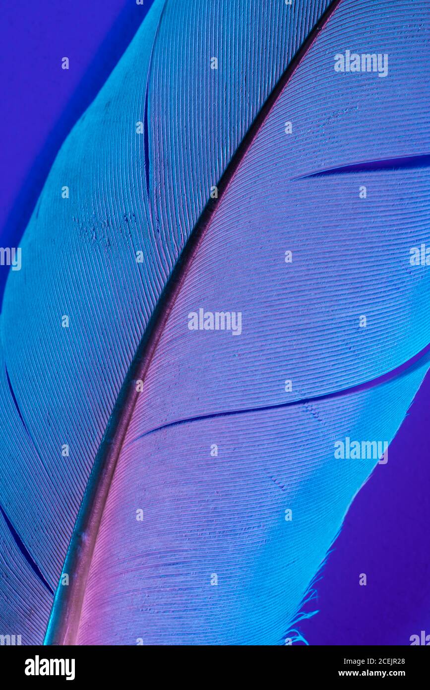 Bird feather in violet illumination Stock Photo - Alamy