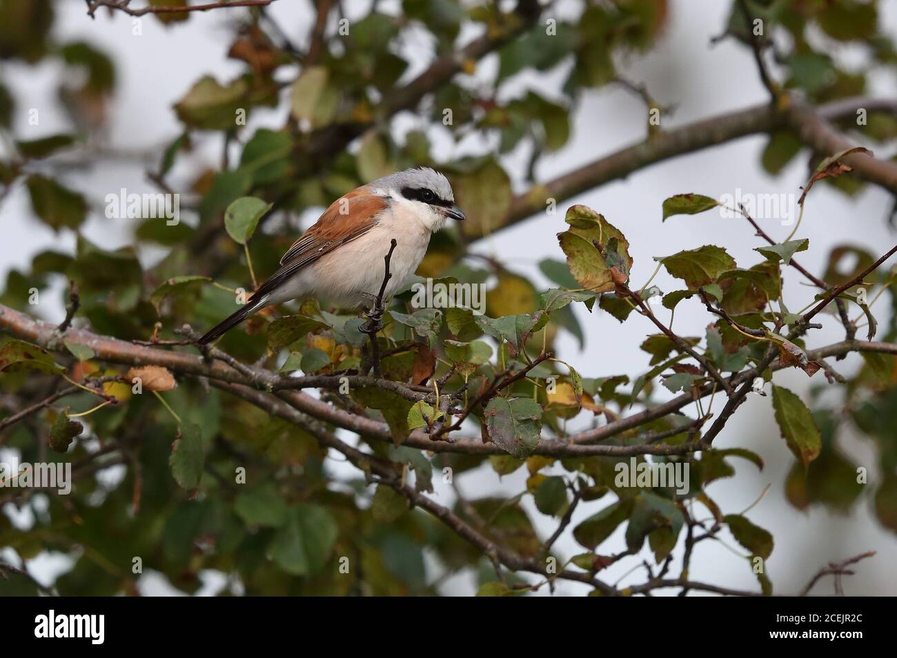 Male Red-backed Shrike at Sutton Park NNR Stock Photo - Alamy