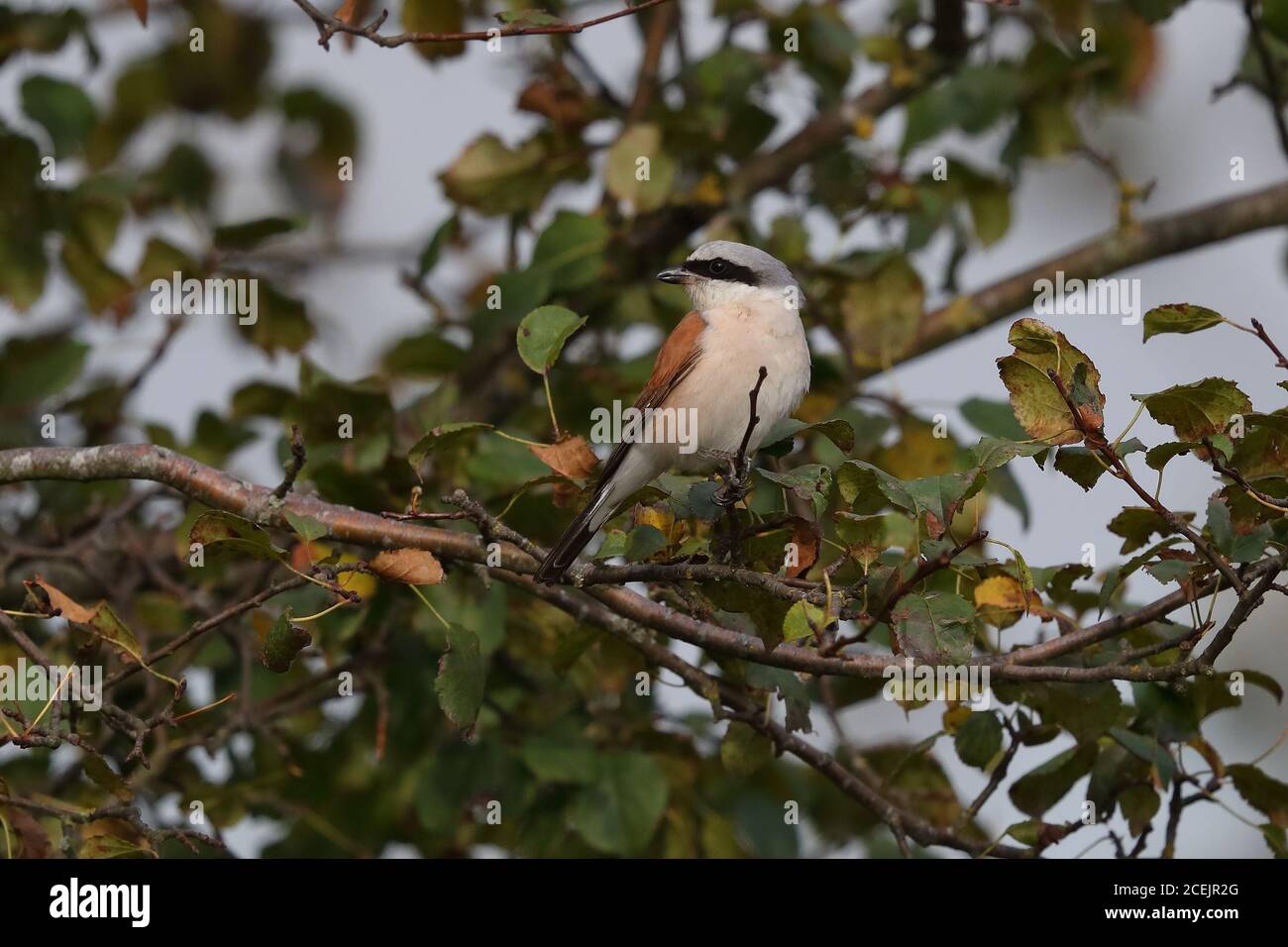 Male Red-backed Shrike at Sutton Park NNR Stock Photo - Alamy