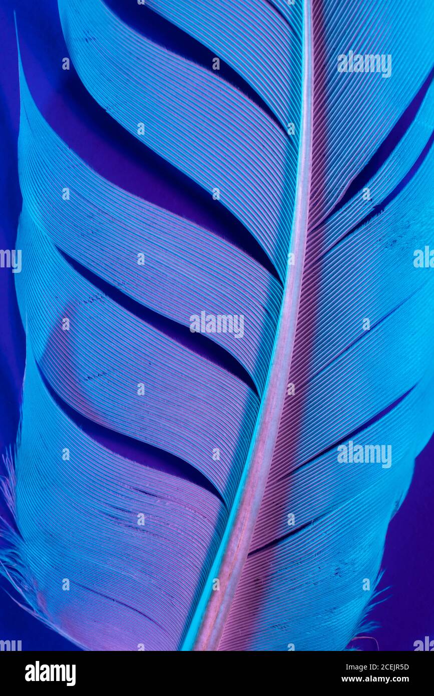 Bird feather in violet illumination Stock Photo - Alamy