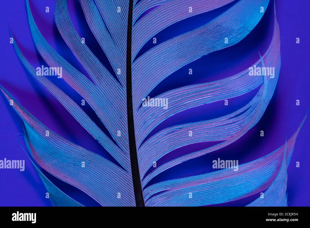Bird feather in violet illumination Stock Photo - Alamy