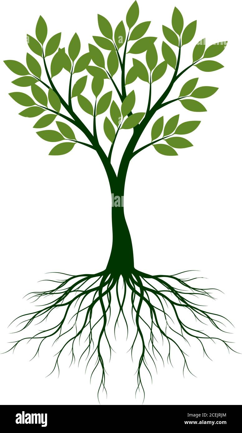 Shape of Tree with Leaves and Roots. Vector outline Illustration. Plant ...