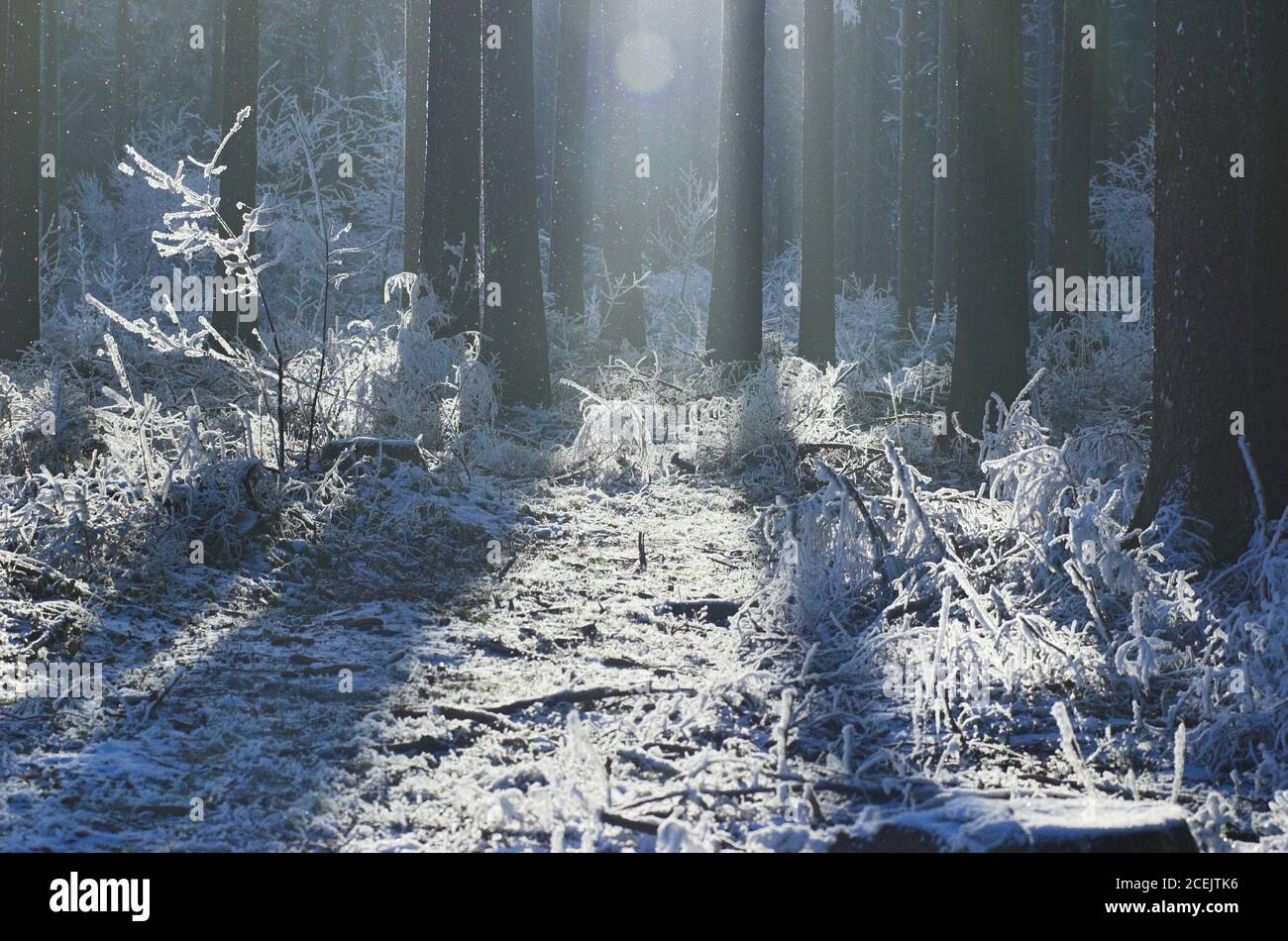 Frozen forest detail hi-res stock photography and images - Alamy