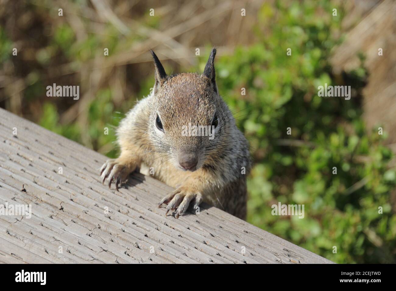Have you got anything yummy for me? A beach squirrel in Cambria ...