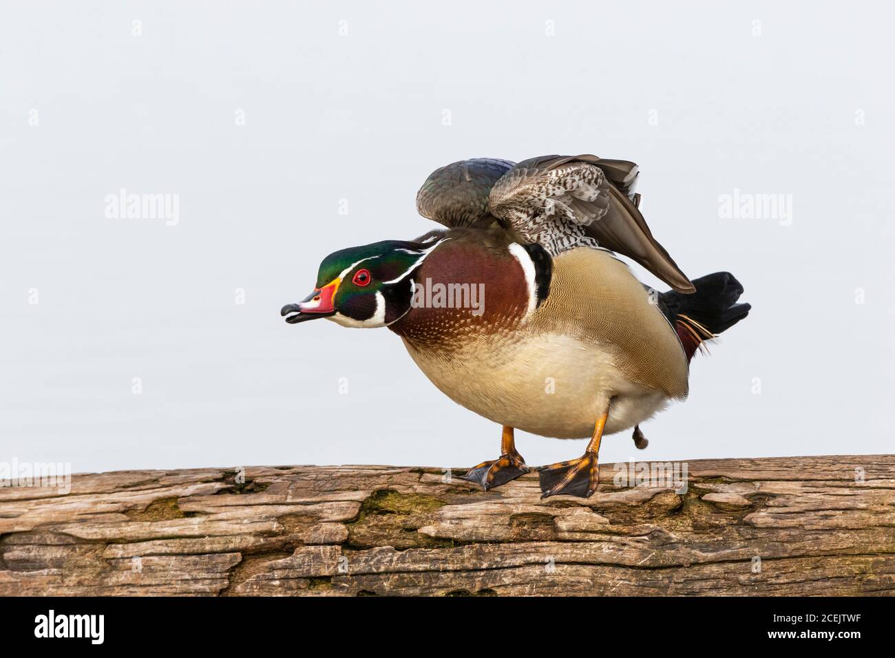 00715-10003 Wood Duck (Aix sponsa) male on log stretching wings in ...