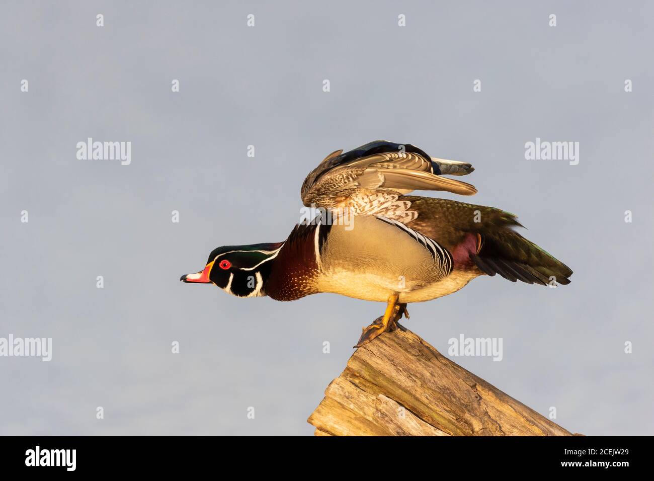 Male on log hi-res stock photography and images - Alamy