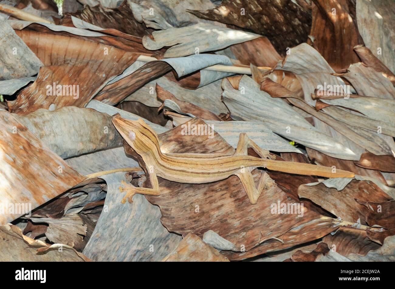 Lined Leaf-tail Gecko, Uroplatus lineatus, Madagascar Stock Photo - Alamy