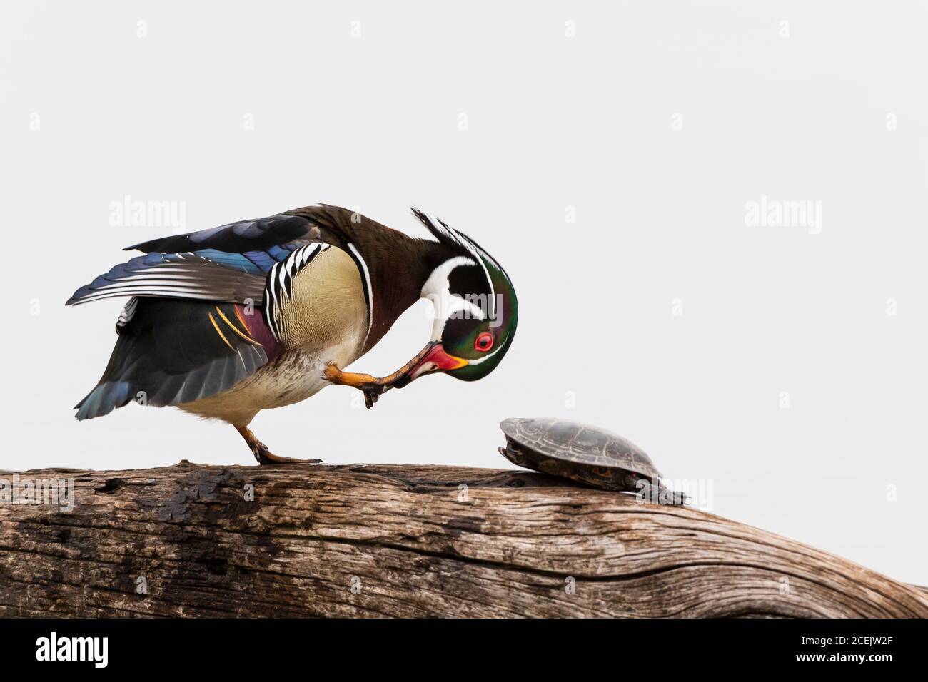 Preening log hi-res stock photography and images - Alamy