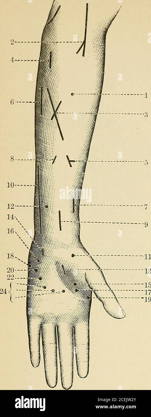 Musculo triceps hi-res stock photography and images - Alamy