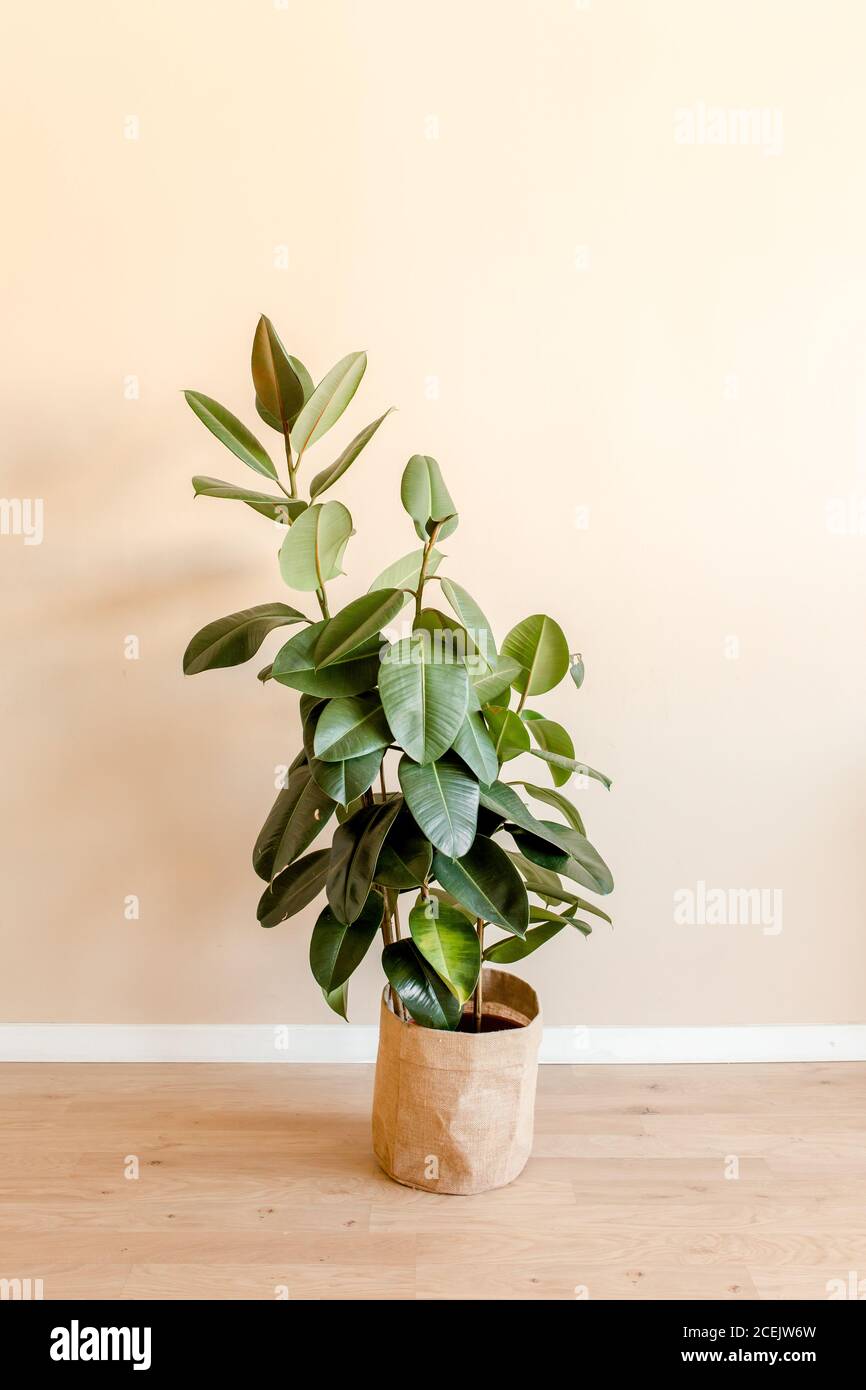 Ficus in home in flowerpot on white background. Modern minimalistic ...