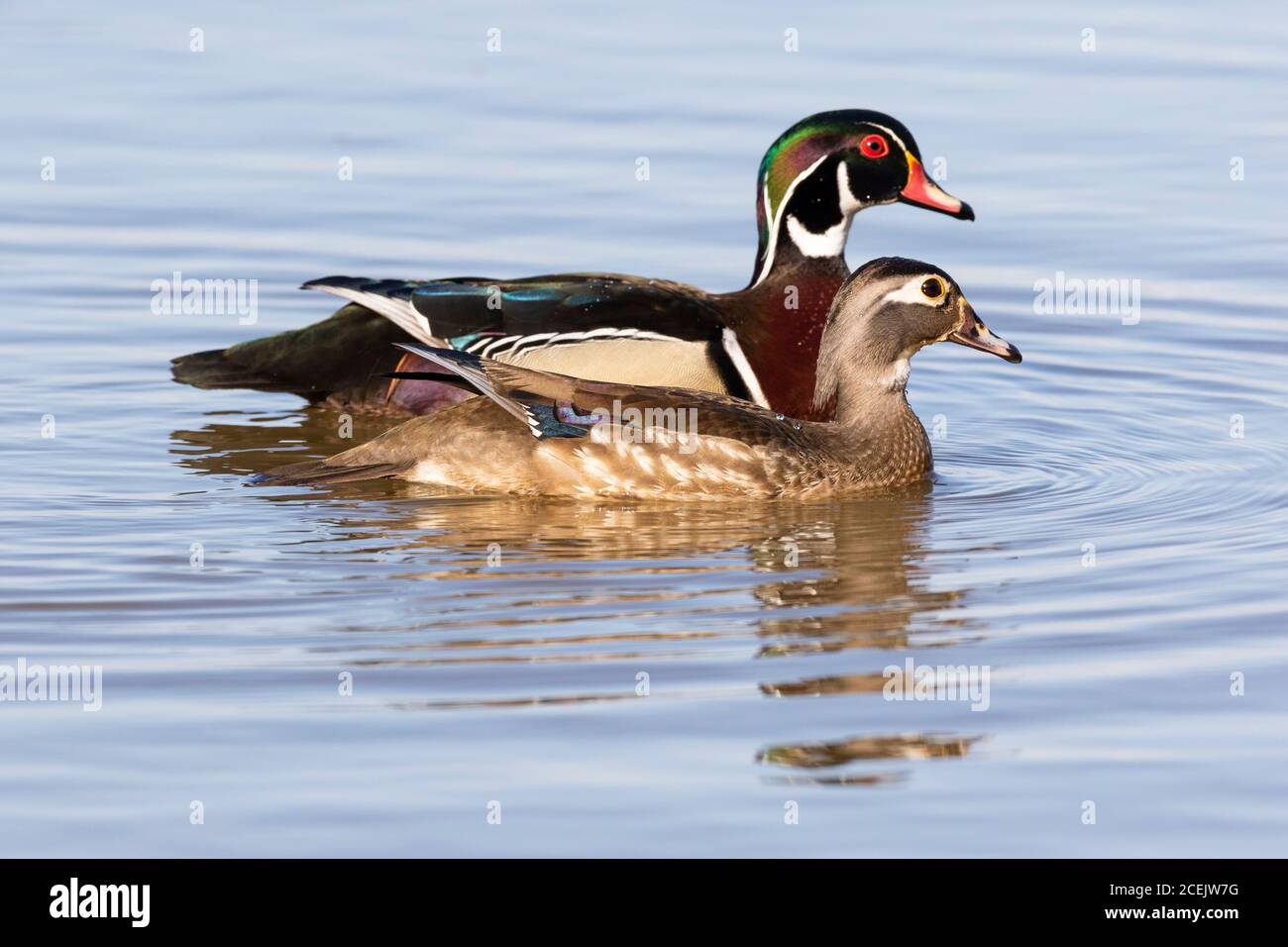 00715-10210 Wood Duck (Aix sponsa) male & female in wetland Marion Co ...