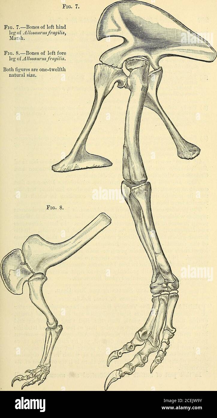 Compsognathus hi-res stock photography and images - Alamy