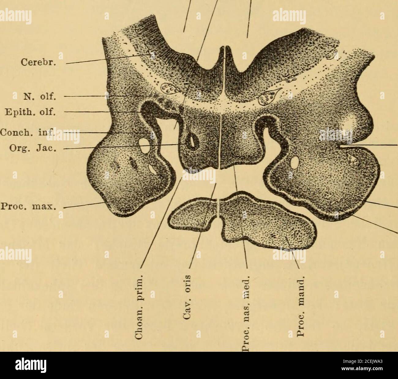 Laryngologie hi-res stock photography and images - Alamy