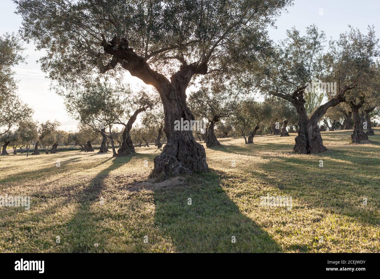 Beautiful Grove High Resolution Stock Photography and Images - Alamy