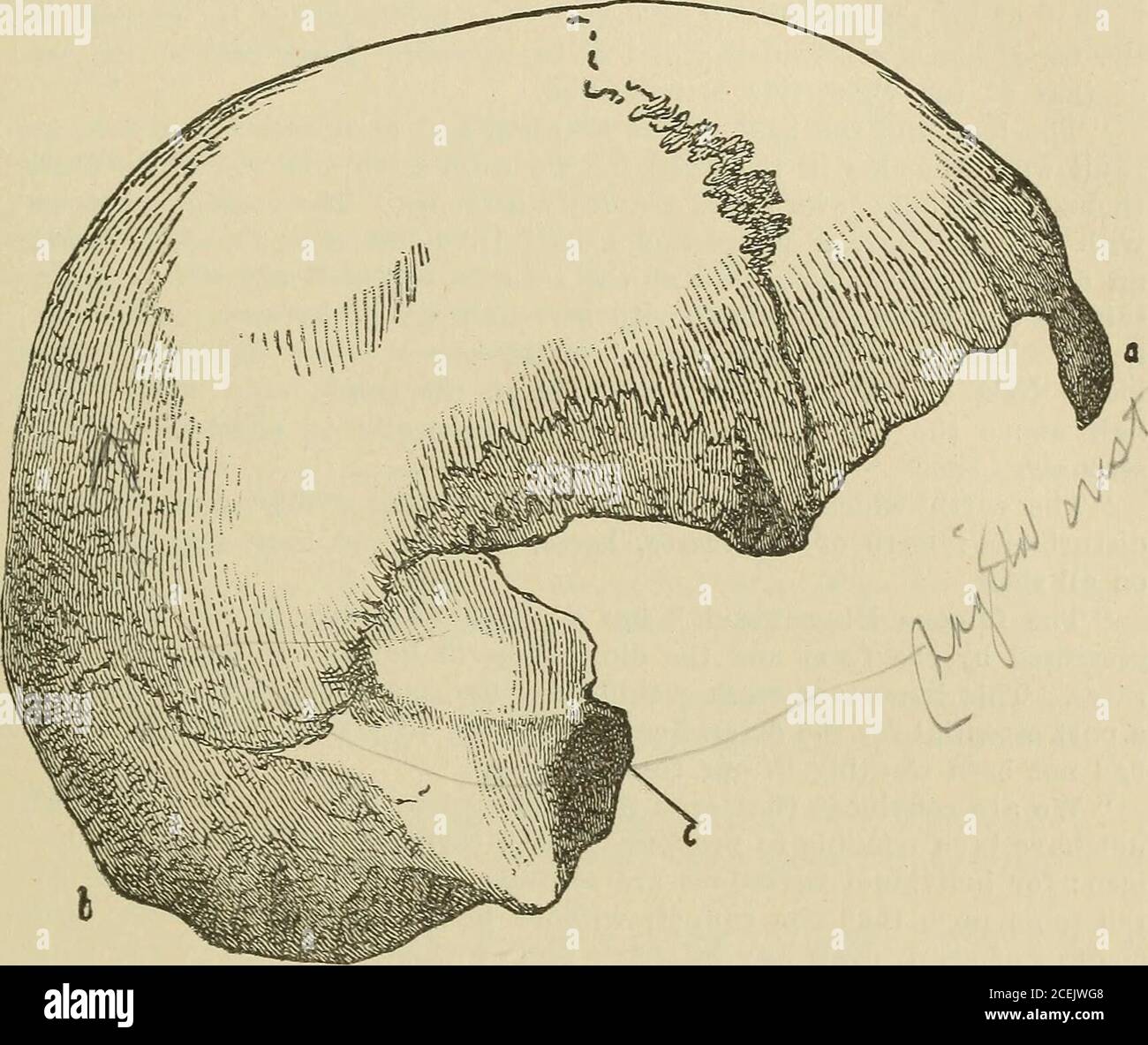 Woolly rhinoceros tichorhinus hi-res stock photography and images - Alamy