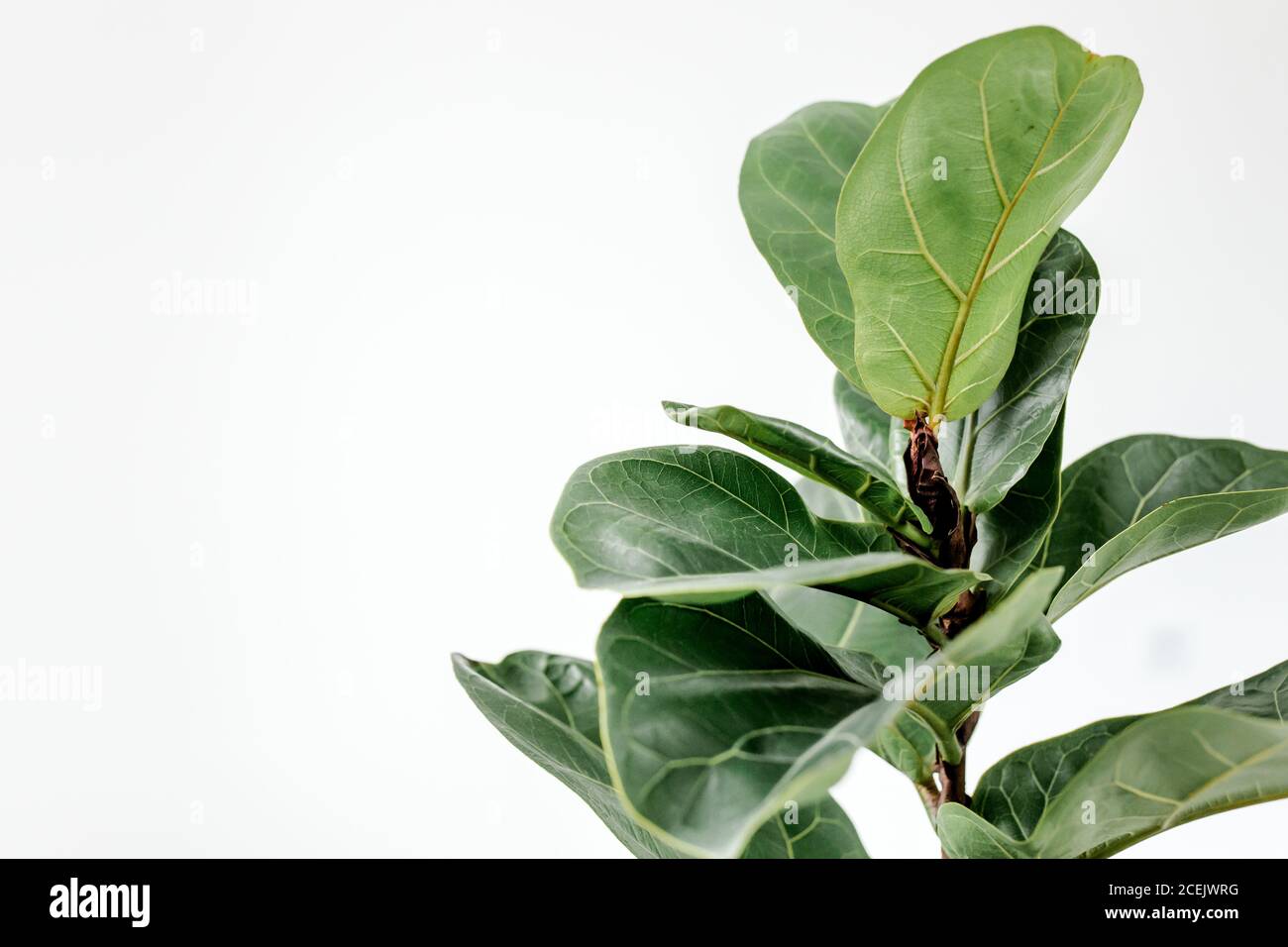 Home plant green leaf ficus benjamina, elastica on a white background ...