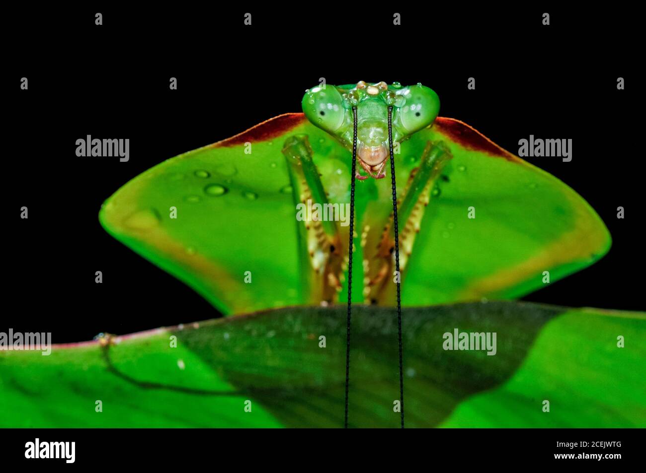 green leaf mantis, tropical shield mantis, or hooded mantis ...