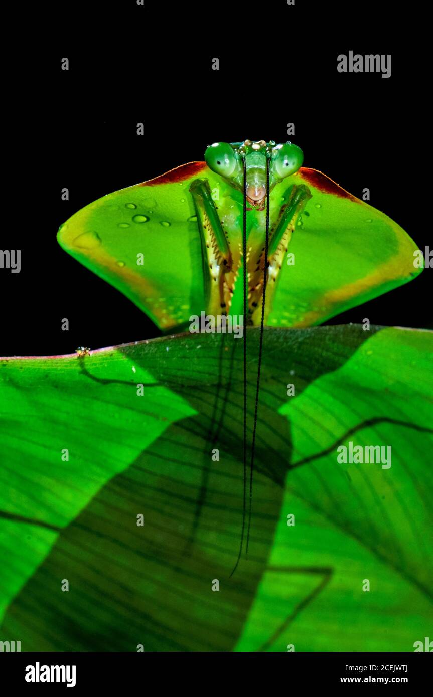 green leaf mantis, tropical shield mantis, or hooded mantis ...