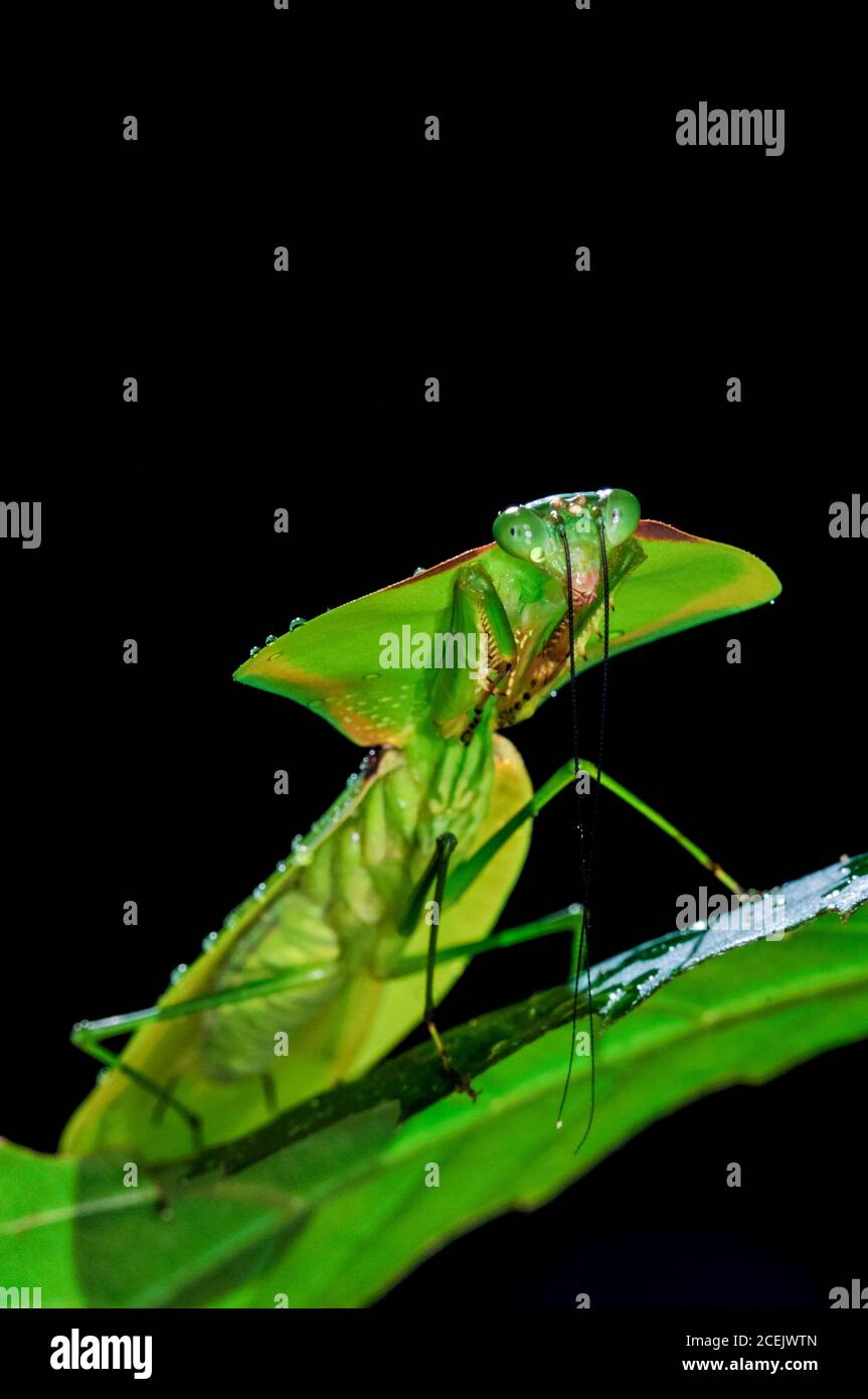 Leaf mantis hi-res stock photography and images - Alamy