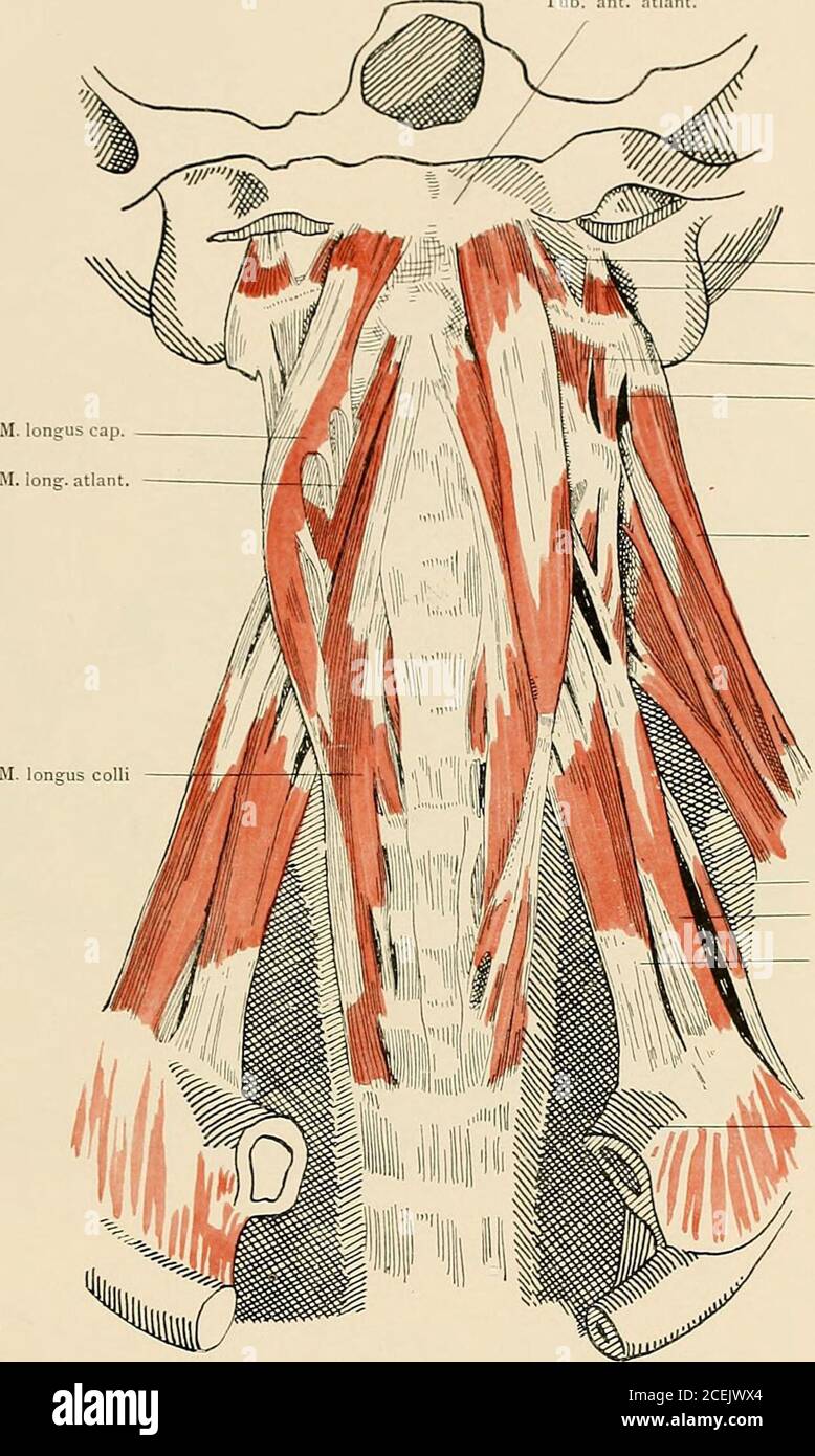 Sternocleido hi-res stock photography and images - Alamy