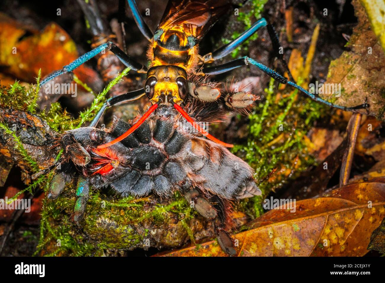 A huge Tarantula Hawk Wasp (Pepsinae) biting legs off a large tarantula ...