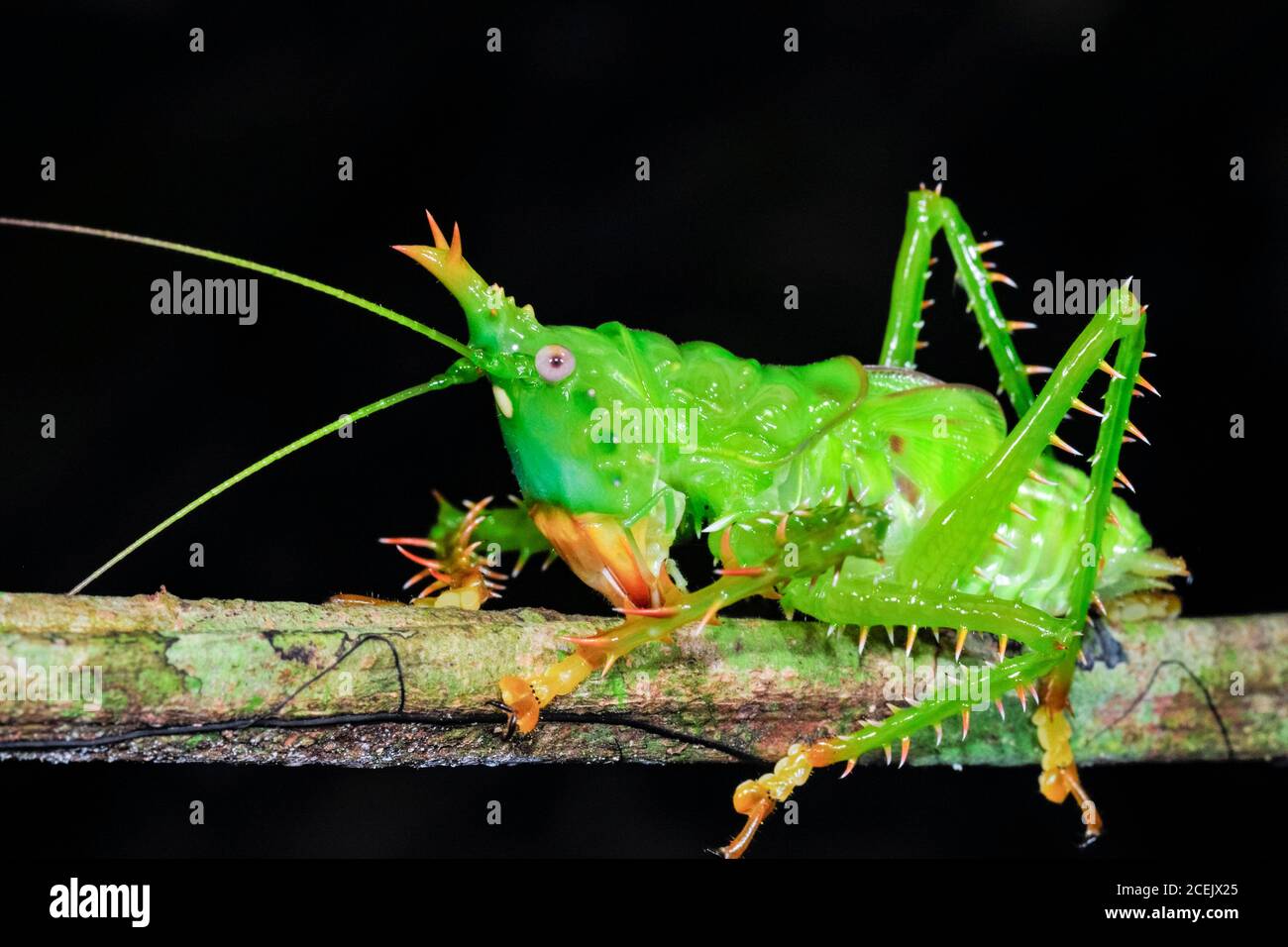 Spiny Katydid, Panacanthus cuspidatus (Tettigoniidae), Yasunì National ...
