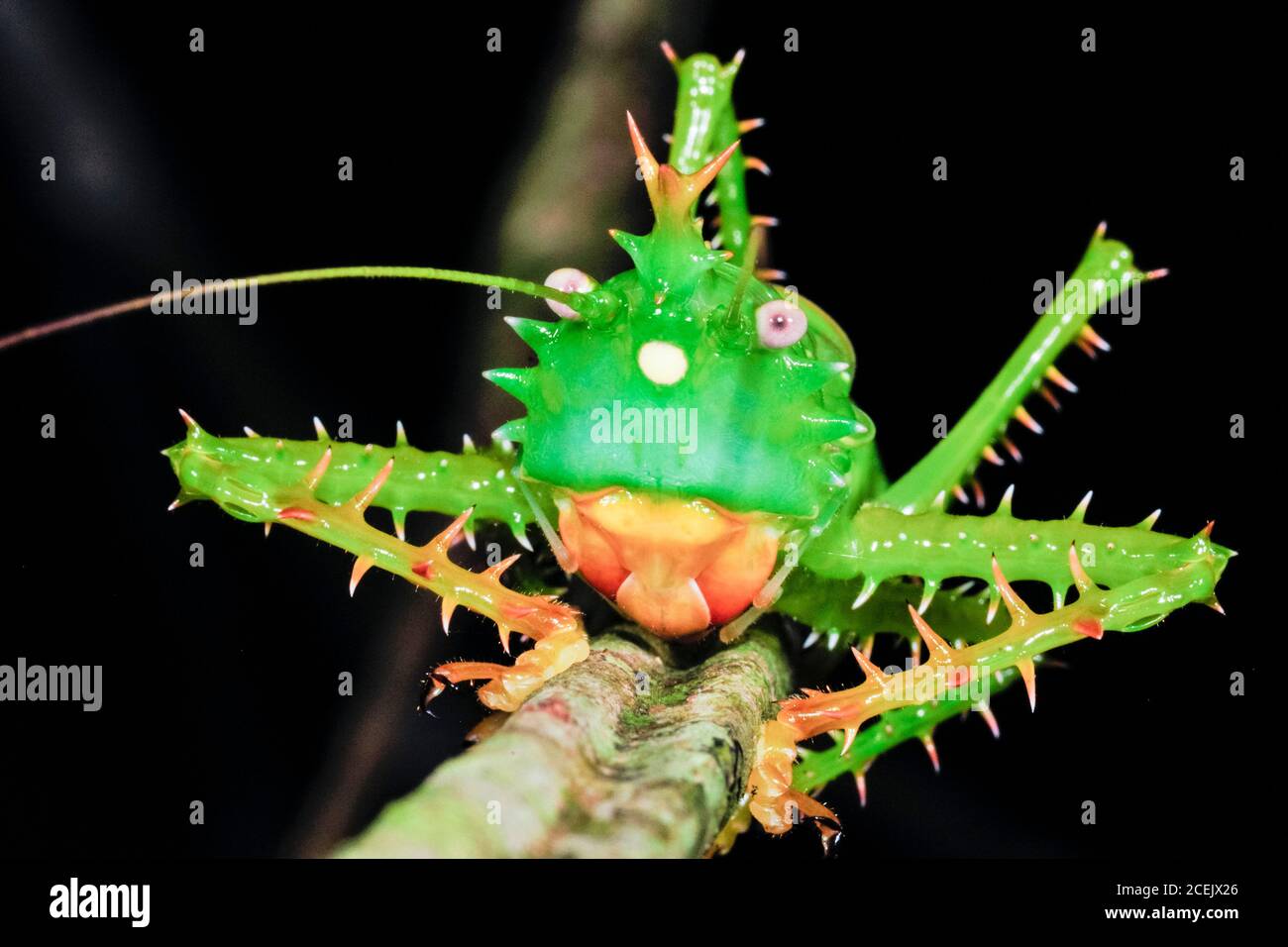 Spiny Katydid, Panacanthus cuspidatus (Tettigoniidae), Yasunì National ...